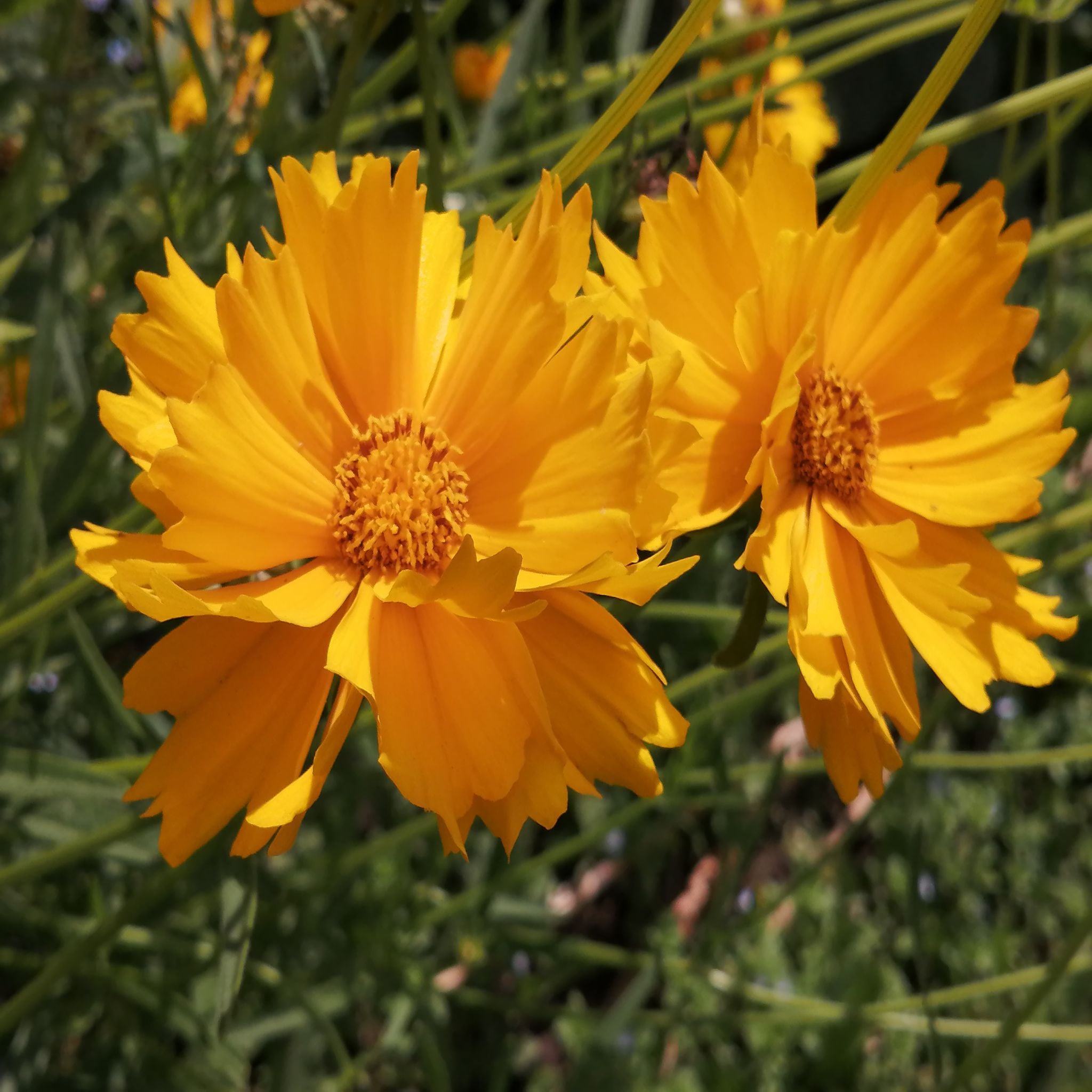 Coreopsis Seeds | Buy Tickseed Flower Seeds Online – Brother Nature Seeds