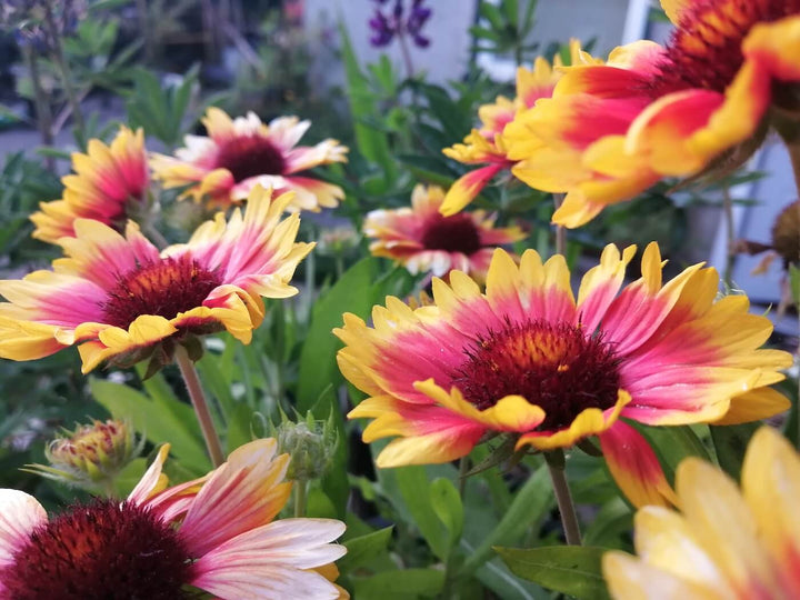 Buy Flower Seeds Online | Flower Seeds Canada | Brother Nature ...