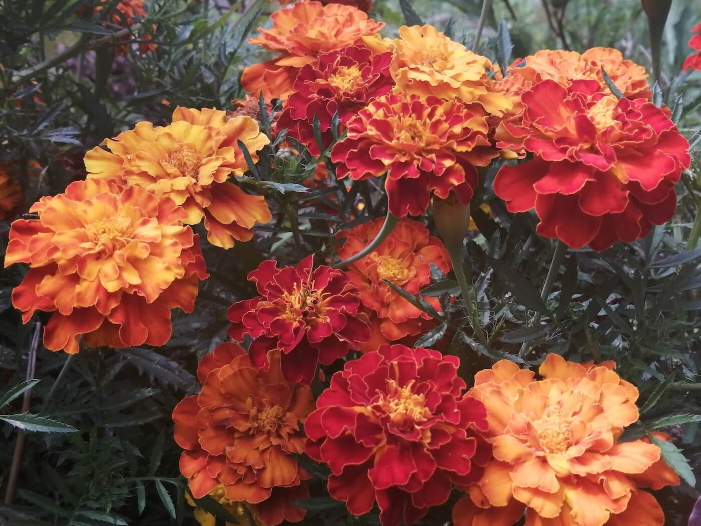 Buy Dwarf French Marigold Seeds | Dwarf French Marigold Seeds Canada ...