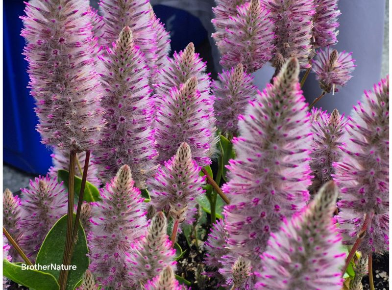 Joey - Lambs Tail - Mulla Mulla – Brother Nature Seeds