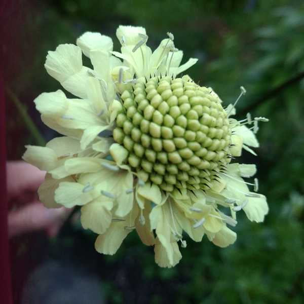 Buy Giant Yellow Scabiosa Seeds | Giant Yellow Scabiosa Seeds Canada ...