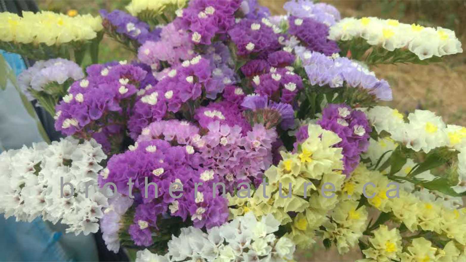 Buy Statice Seeds | Statice Seeds Canada | Brother Nature Seeds