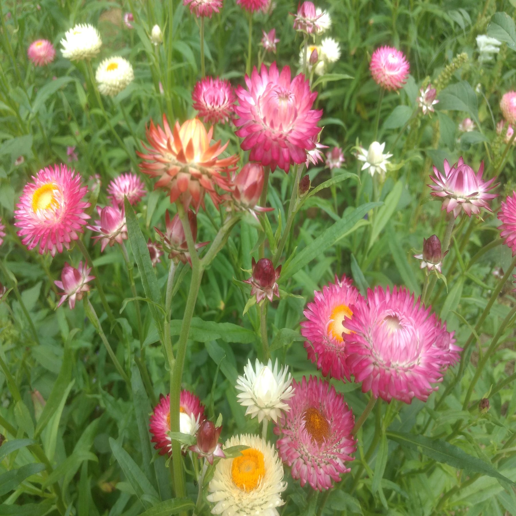 Buy Strawflower Seeds | Strawflower Seeds Canada | Brother Nature Seeds