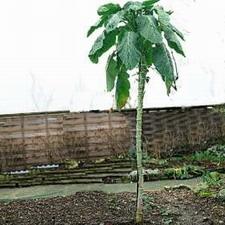 Buy Walking Stick Cabbage Seeds | Walking Stick Cabbage Seeds Canada ...